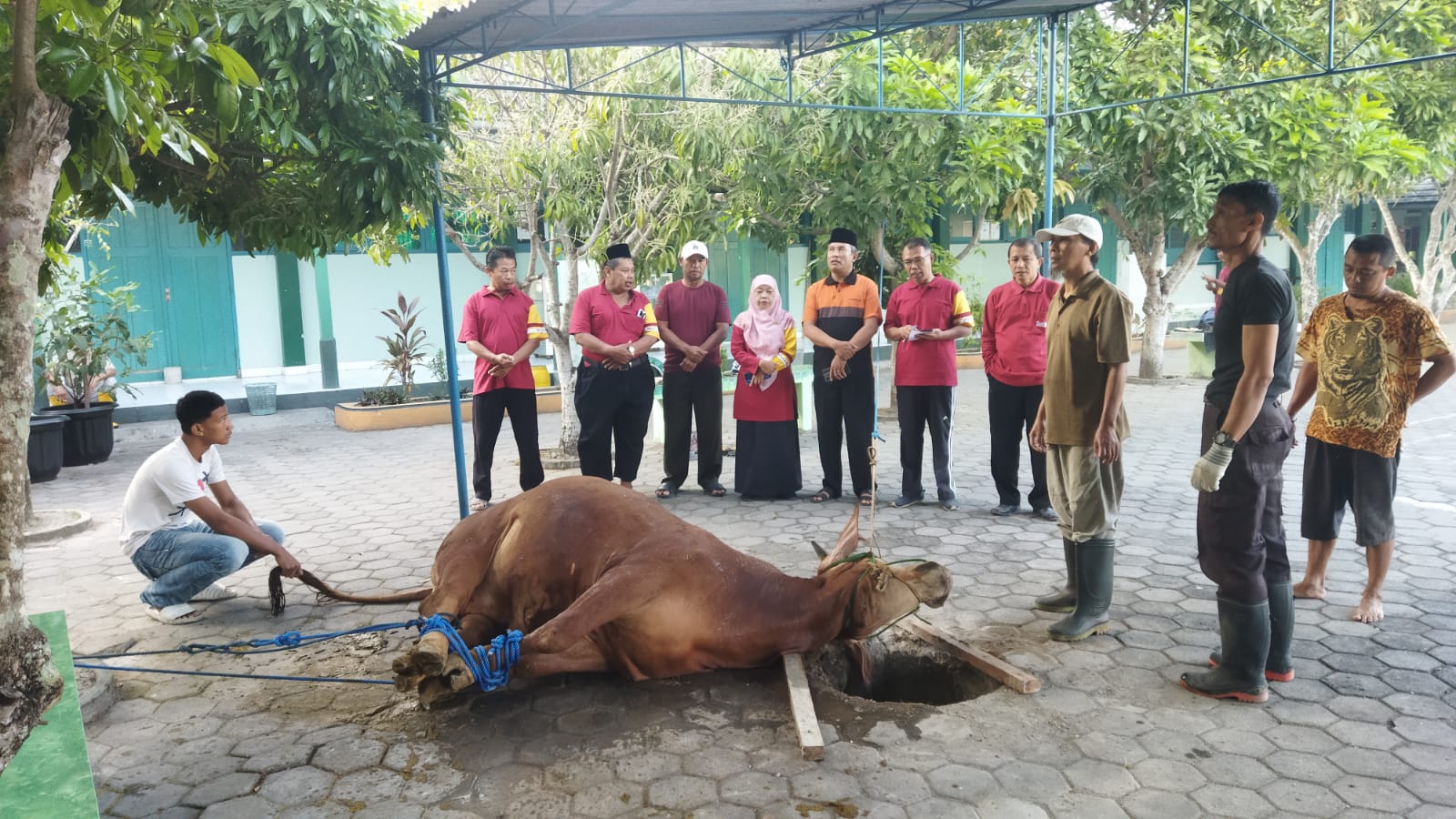 MTsN 5 Bantul Sembelih Sapi Kurban | Kemenag Bantul